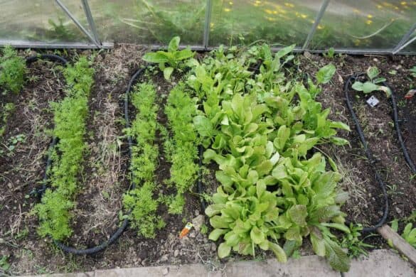 How to start and sustain a productive garden - Vital Fair Living