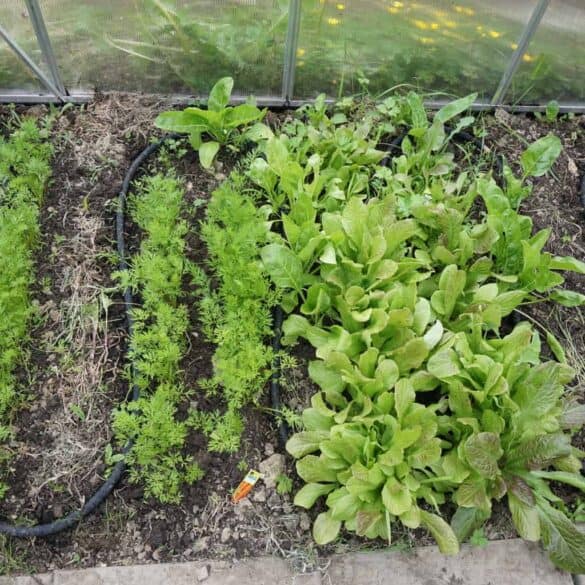 How to start and sustain a productive garden - Vital Fair Living
