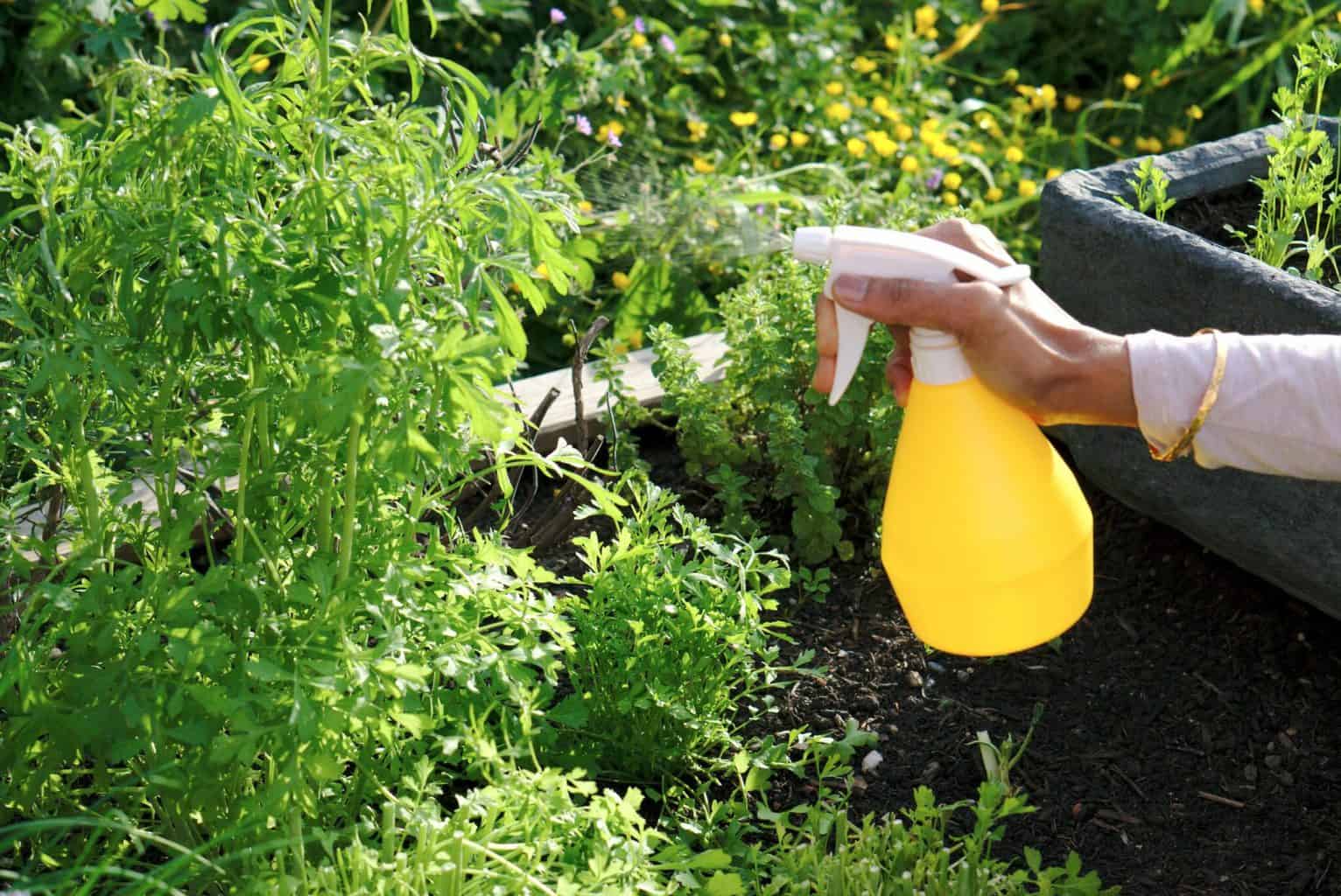 Homemade Horsetail Plant Fungicide Recipe - Vital Fair Living