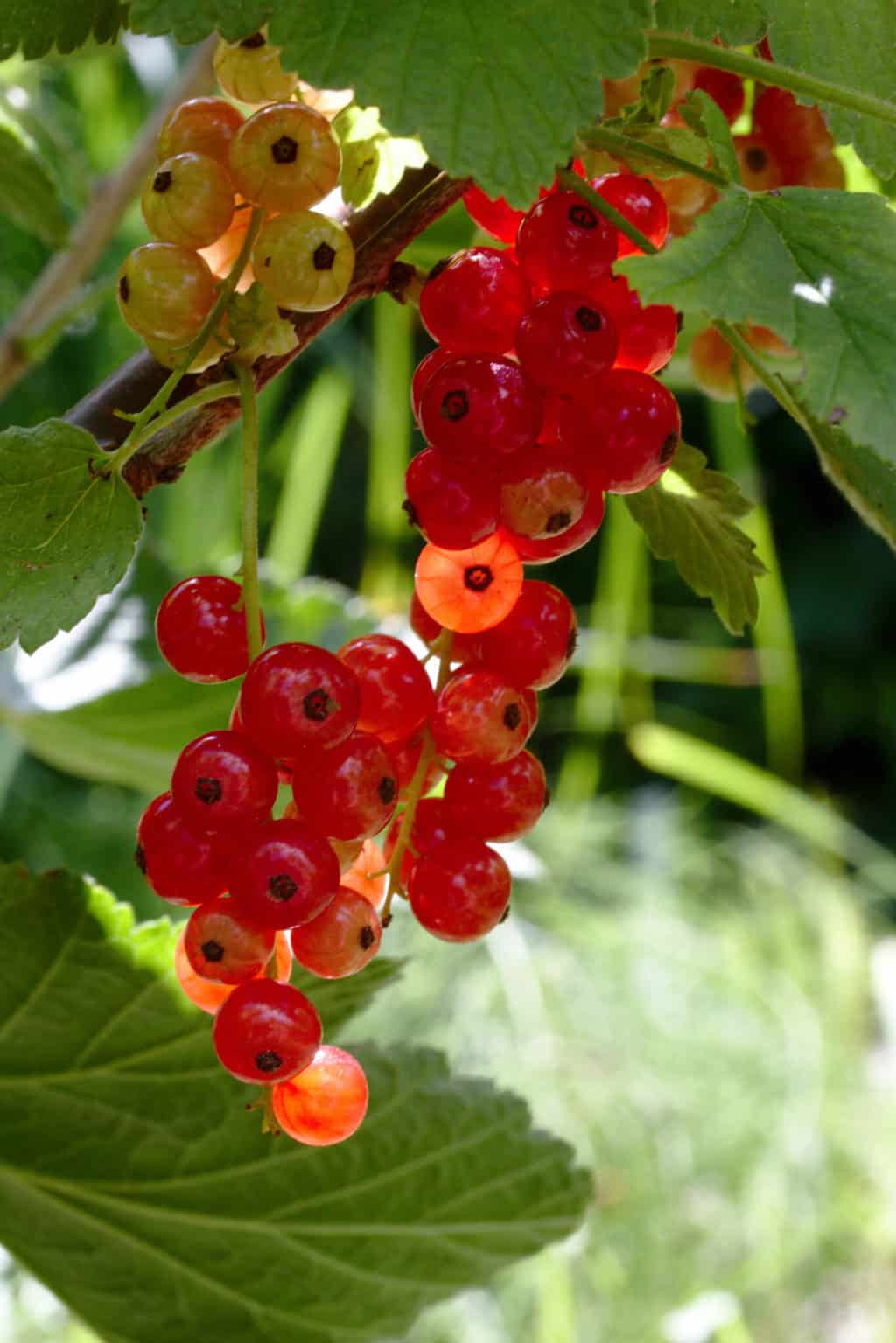 Red Currant Syrup Recipe - Vital Fair Living