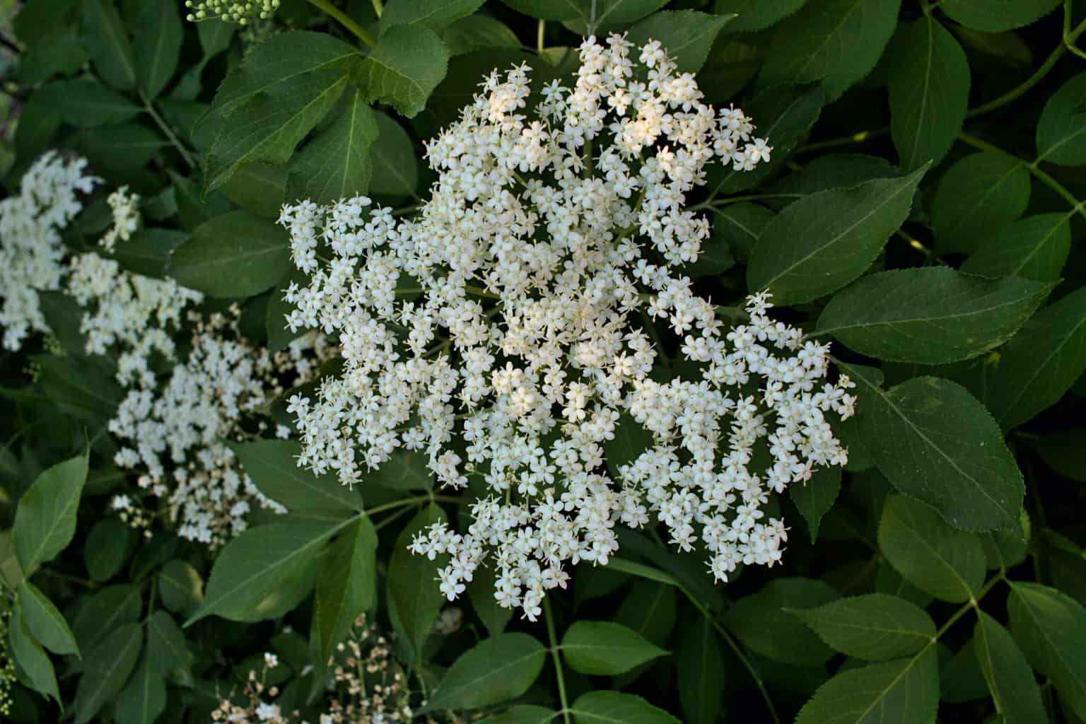 Easy Elderflower Cordial Recipe - Vital Fair Living